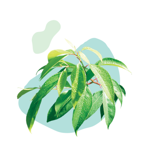 Ravintsara – l’arbre-cadeau de la Grande Île | Naturactive